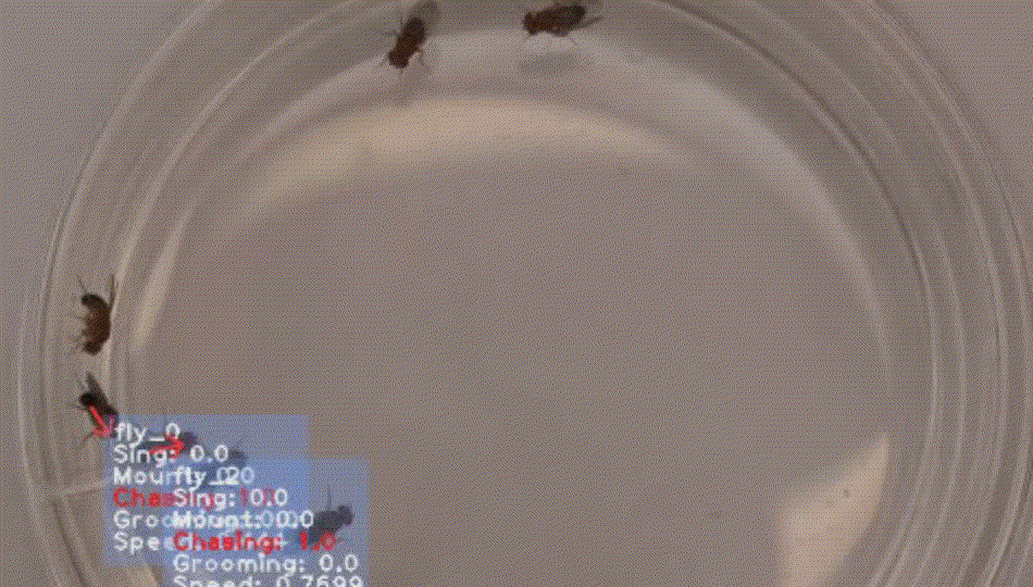 A new A.I. system can decode fruit fly behaviors. Why that’s ‘pivotal ...